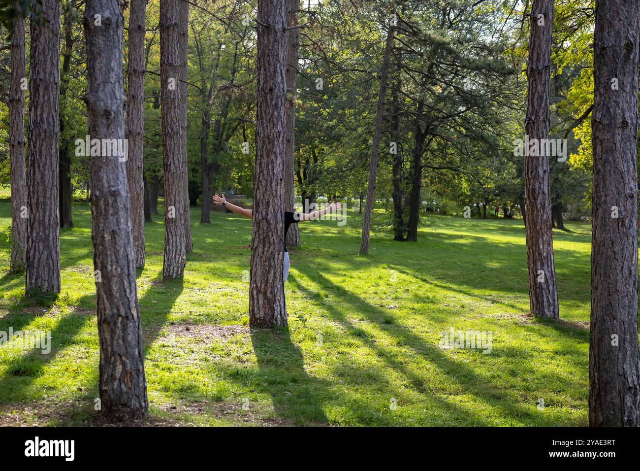hide and seek in nature behind the trees in a line Stock Photo - Alamy
