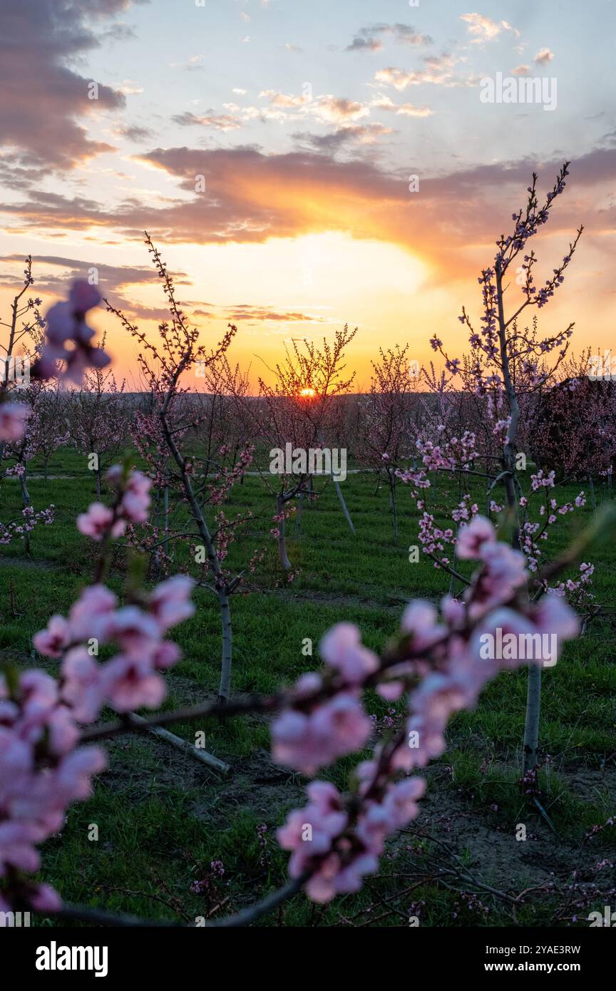 Saffron trees hi-res stock photography and images - Alamy