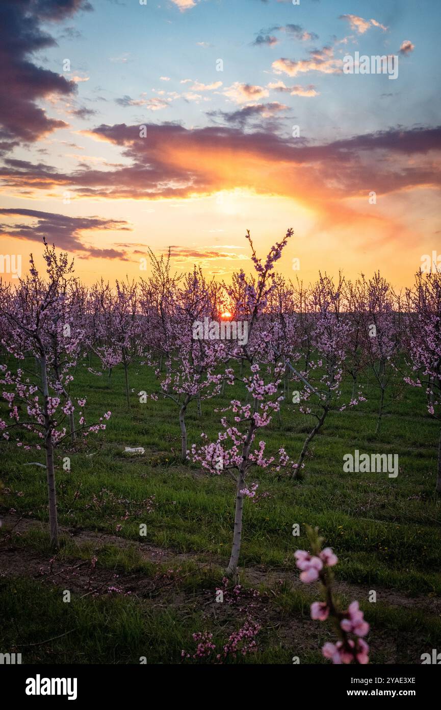 Saffron trees hi-res stock photography and images - Alamy