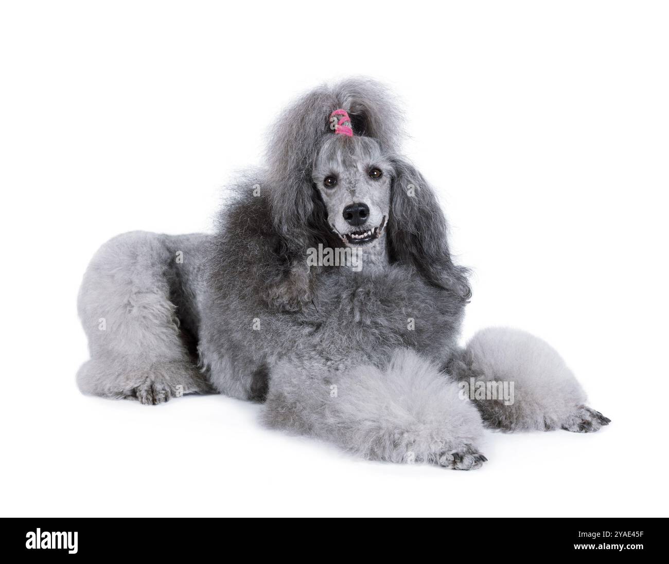Cute standard poodle lying isolated on a white background Stock Photo ...
