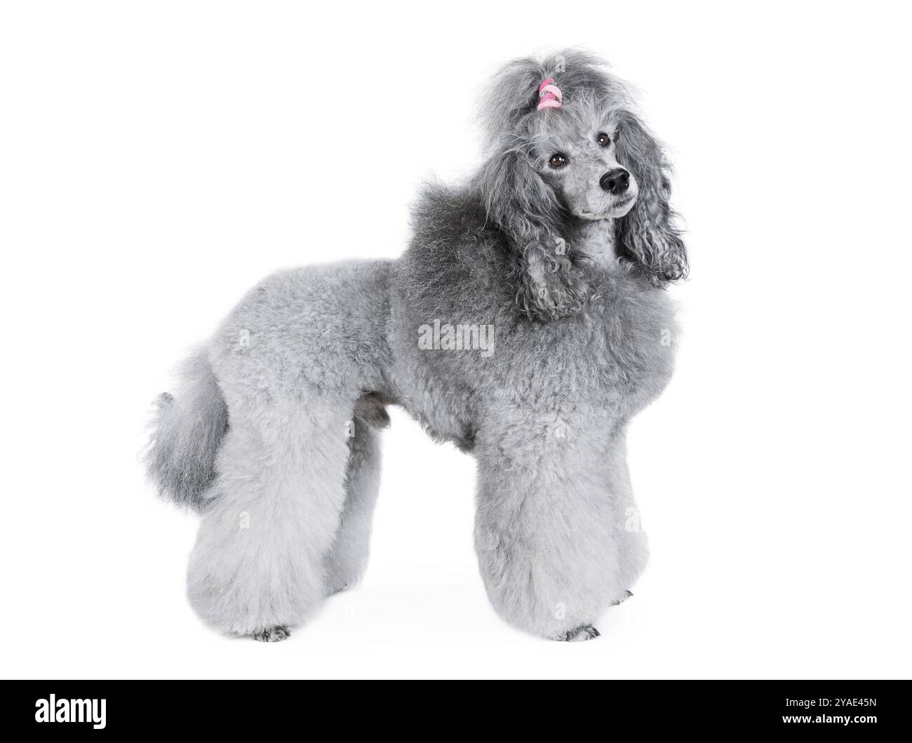 Cute purebred standard poodle standing isolated on a white background ...