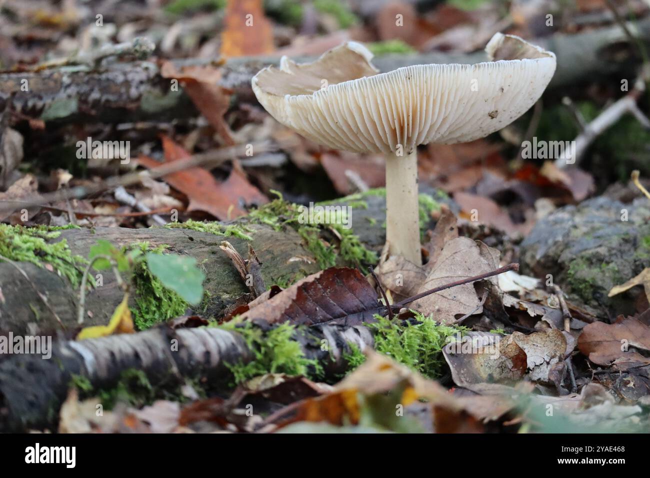 Cavalier mushroom hi-res stock photography and images - Alamy