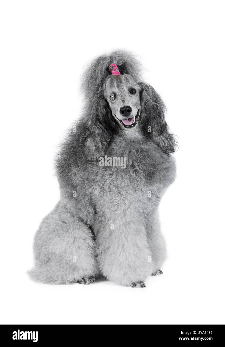 Cute purebred poodle sitting isolated on a white background Stock Photo ...
