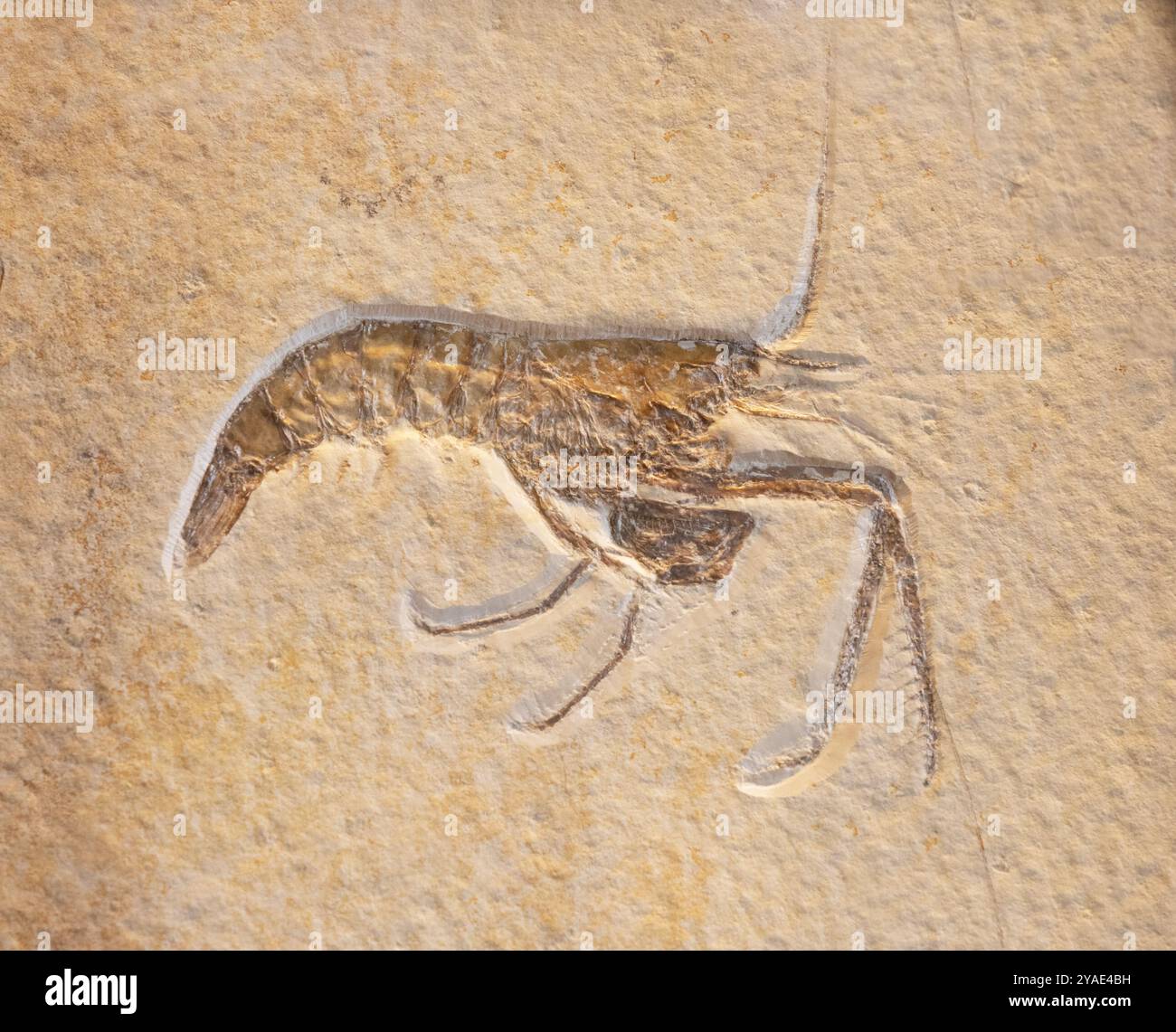 Clear fossil of a shrimp Stock Photo - Alamy