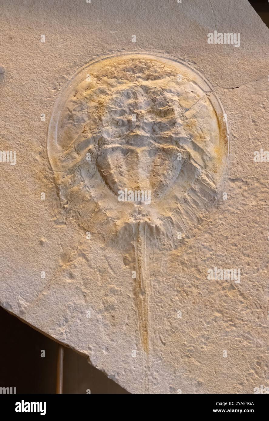 Prehistoric fossil of a crustacean Stock Photo - Alamy