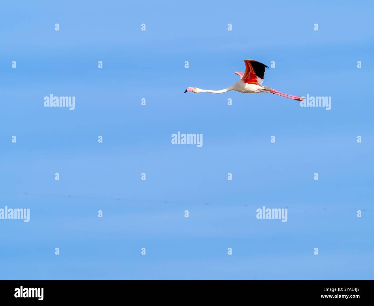 Pink flamingo flying with blue sky Stock Photo - Alamy
