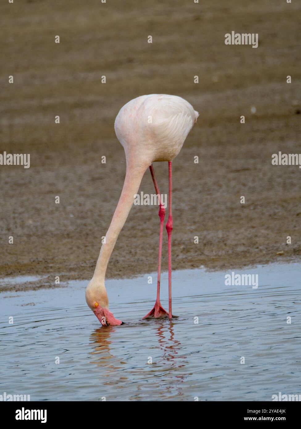 Pink flamingo bird eating from the bottom of the lagoon Stock Photo - Alamy