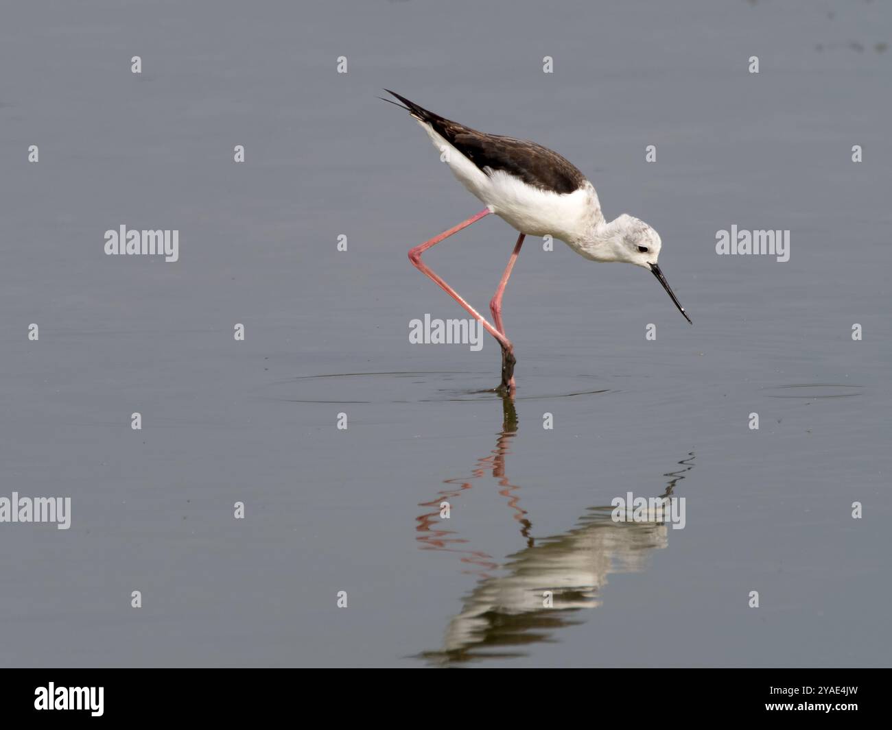 Specimen of stilt walking in a lagoon Stock Photo - Alamy
