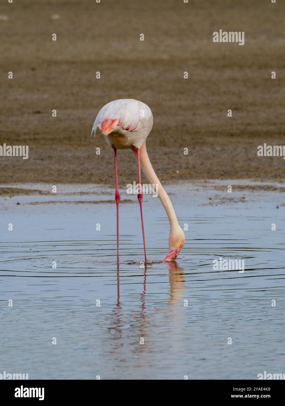 Pink flamingo bird eating from the bottom of the lagoon Stock Photo - Alamy