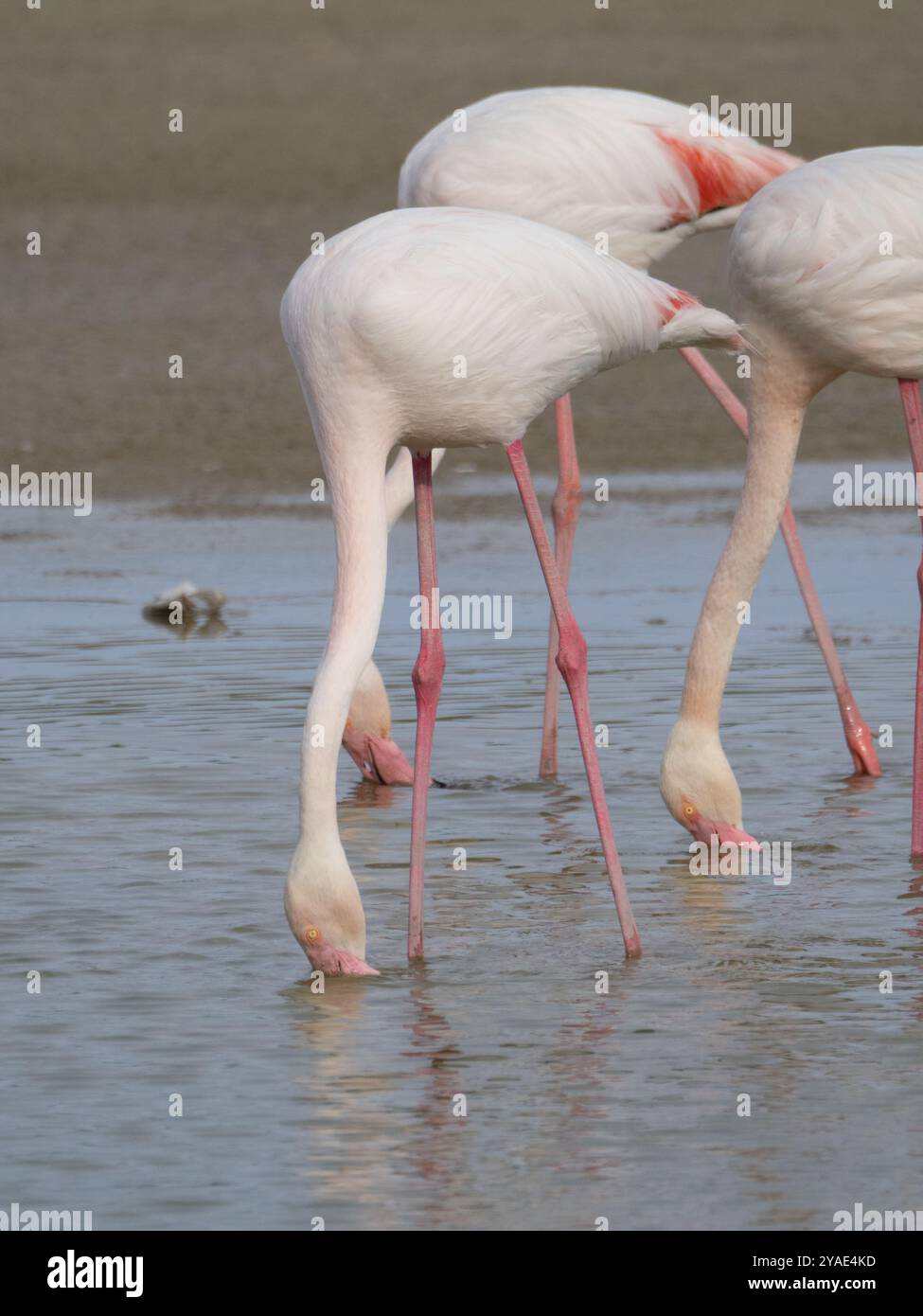 Group of three pink flamingos eating from the bottom of the lagoon ...