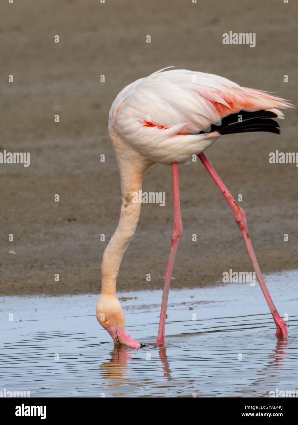 Pink flamingo bird eating from the bottom of the lagoon Stock Photo - Alamy