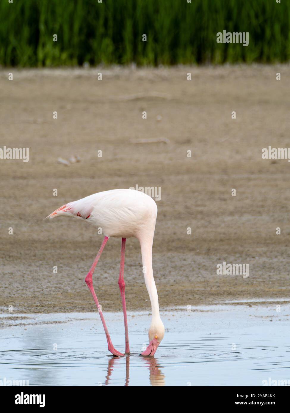 Pink flamingo bird eating from the bottom of the lagoon Stock Photo - Alamy