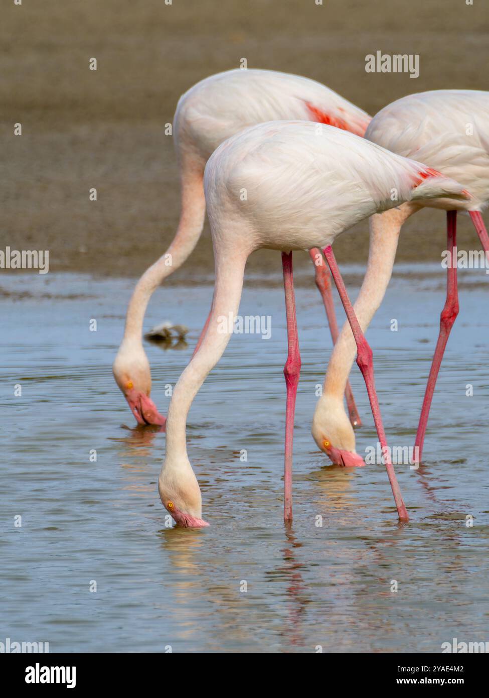 Group of three pink flamingos eating from the bottom of the lagoon ...