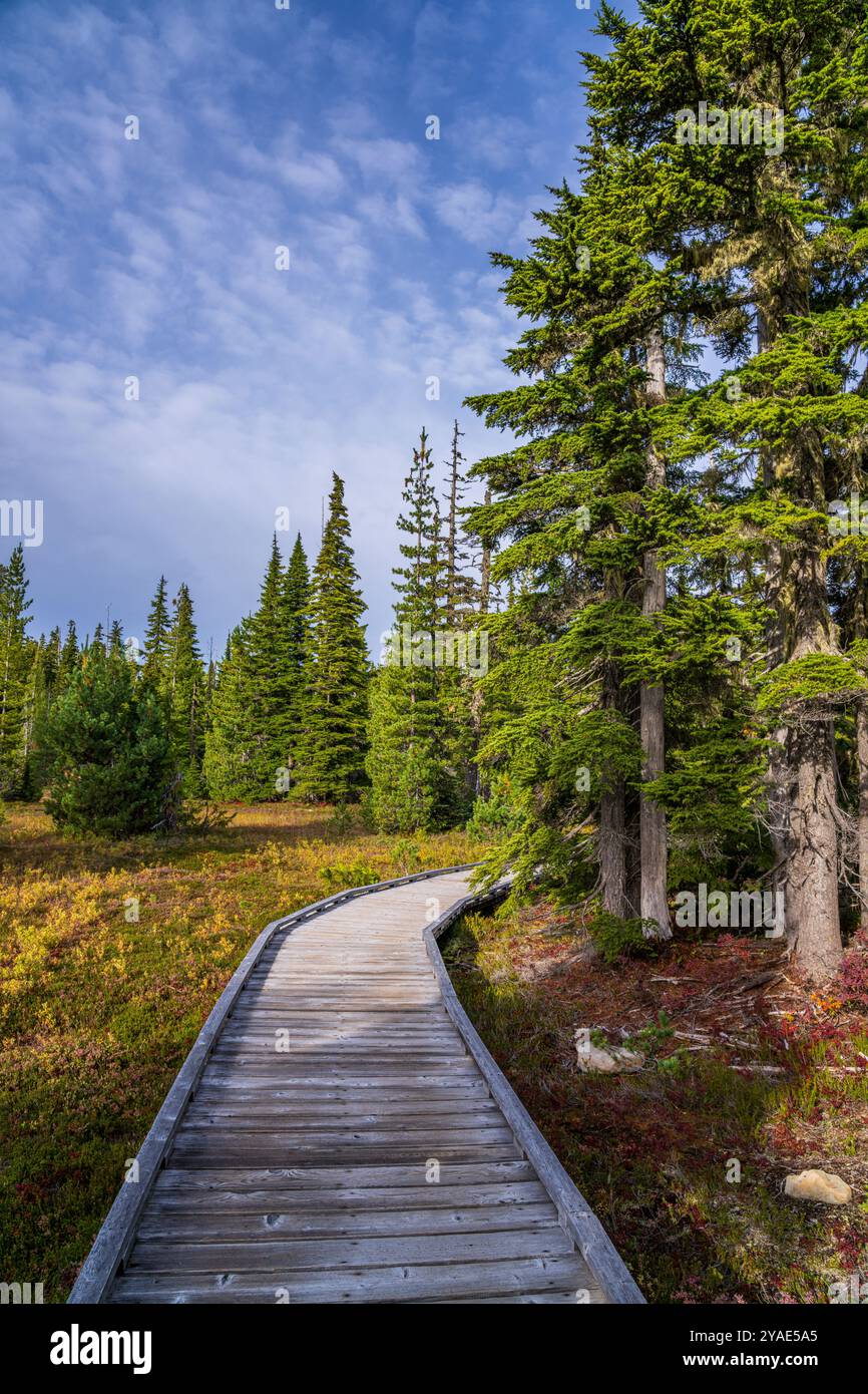 The wooden boardwalk through Paradise Meadows in Strathcona Provincial ...