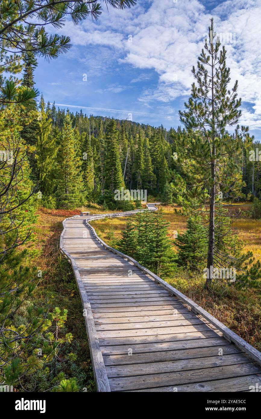 The wooden boardwalk through Paradise Meadows in Strathcona Provincial ...