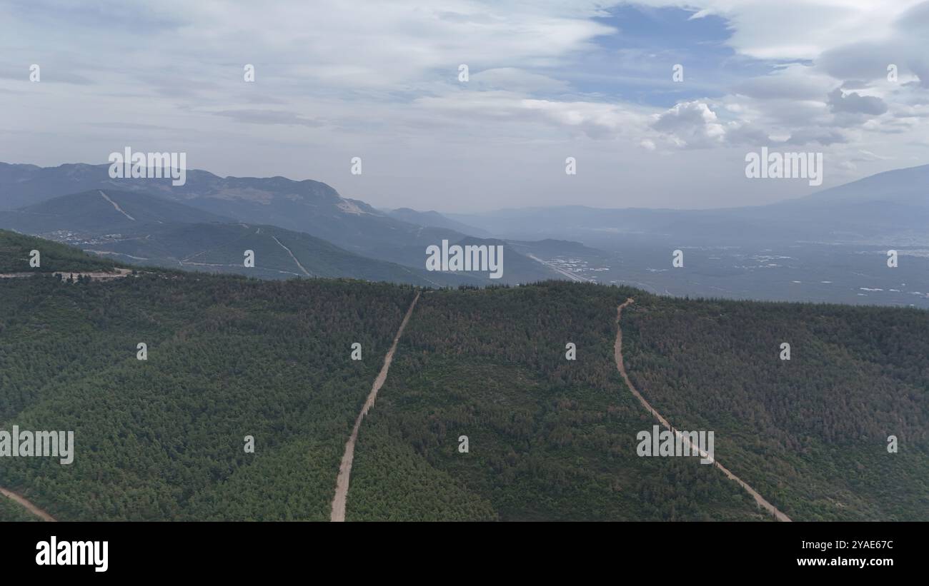 A mountain peak covered by pine tree forest with two parallel fire line ...