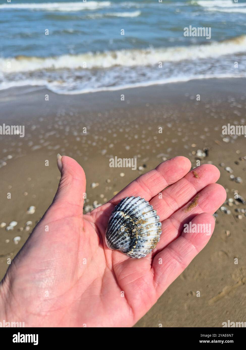 Rimini italy shell hi-res stock photography and images - Alamy