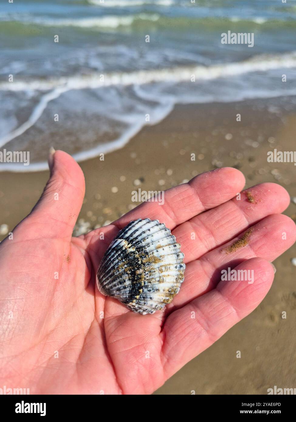 Italy, Miramare di Rimini, sea baths, shell Stock Photo - Alamy