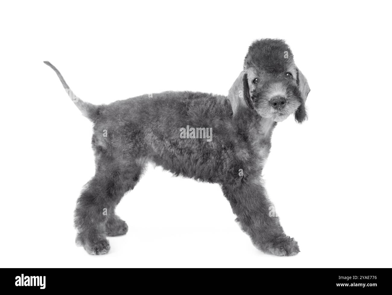Cute Bedlington Terrier puppy dog standing in a classic stance isolated ...