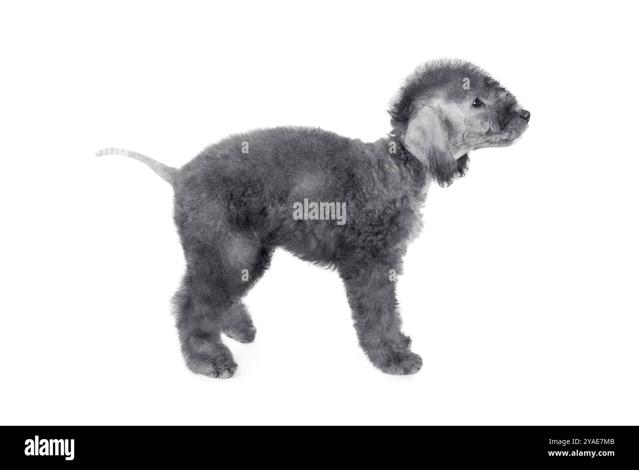 Purebred Bedlington Terrier puppy dog standing in a classic stance ...