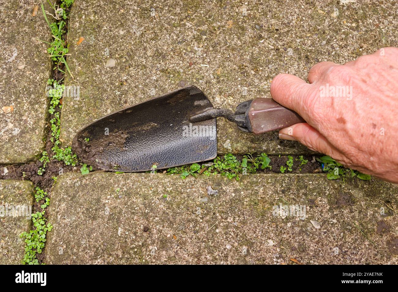 Hand using a garden trowel to weed a garden patio Stock Photo - Alamy