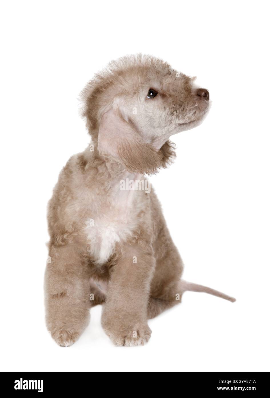 Lovely beige Bedlington Terrier puppy dog sitting isolated on a white ...