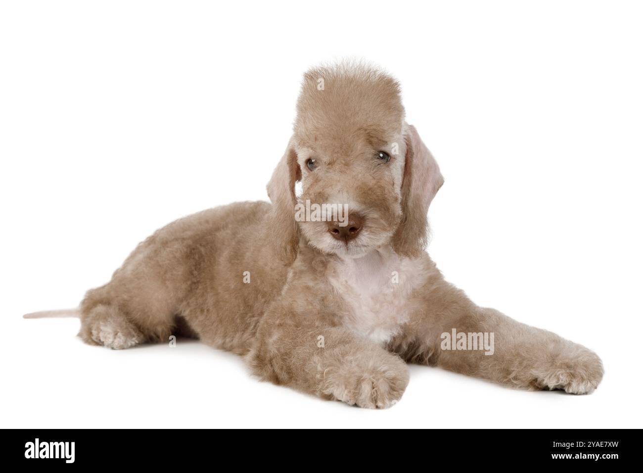 Purebred beige Bedlington Terrier puppy dog lying in the studio ...