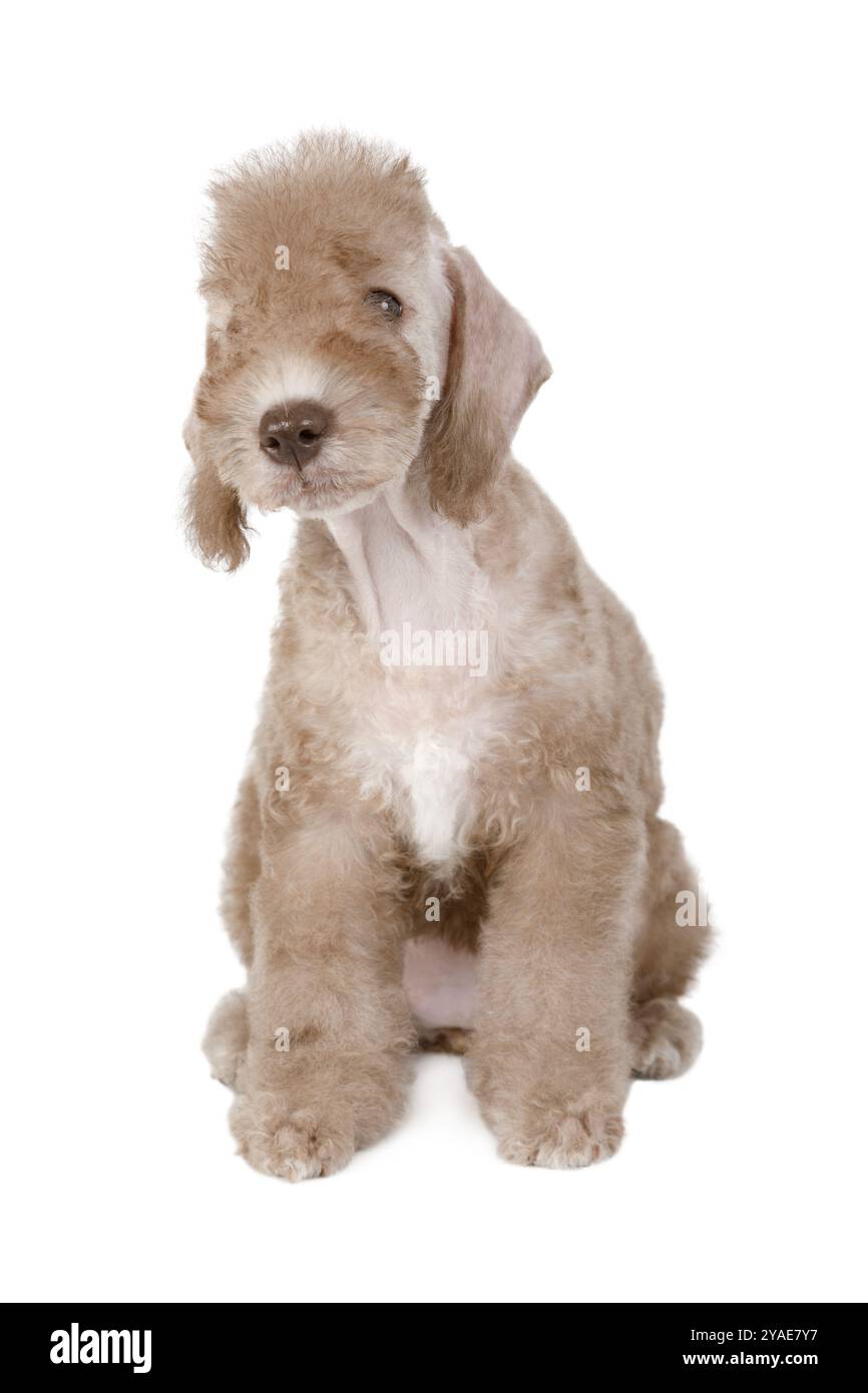 Thoroughbred beige Bedlington Terrier puppy dog sitting isolated on a ...
