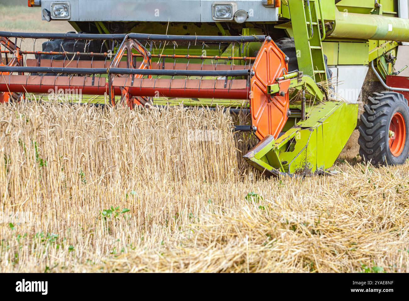 Wheat field in focus with combine harvesting behind Stock Photo - Alamy