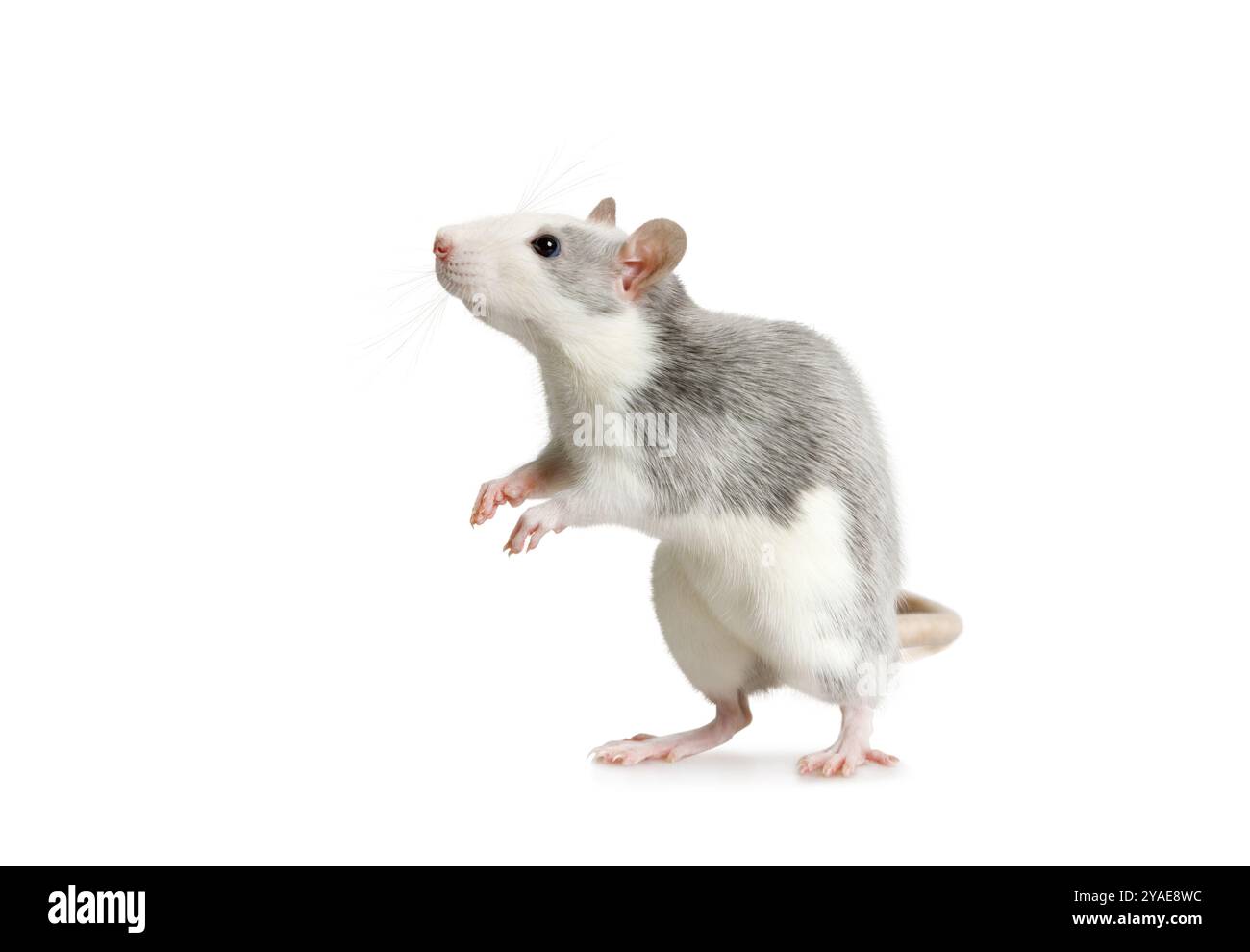 Cute little rat standing on his hind legs isolated on a white ...