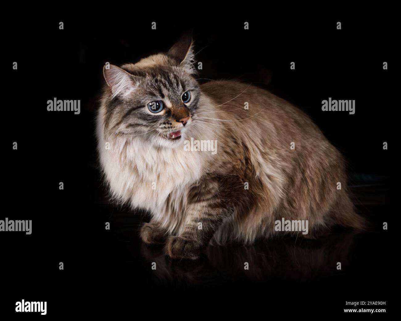 Angry purebred Siberian cat sitting on a black background Stock Photo ...