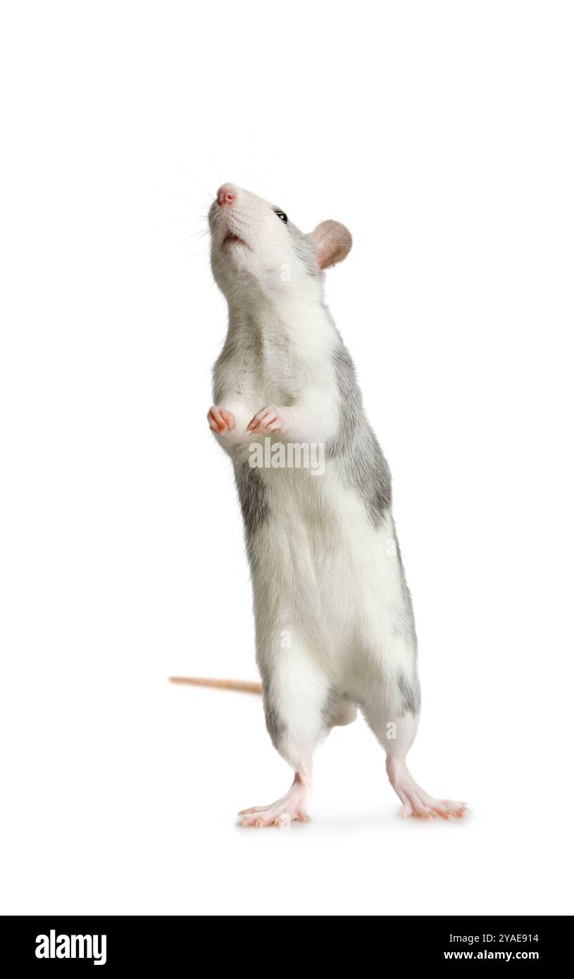 Nice little rat standing on his hind legs isolated on a white ...