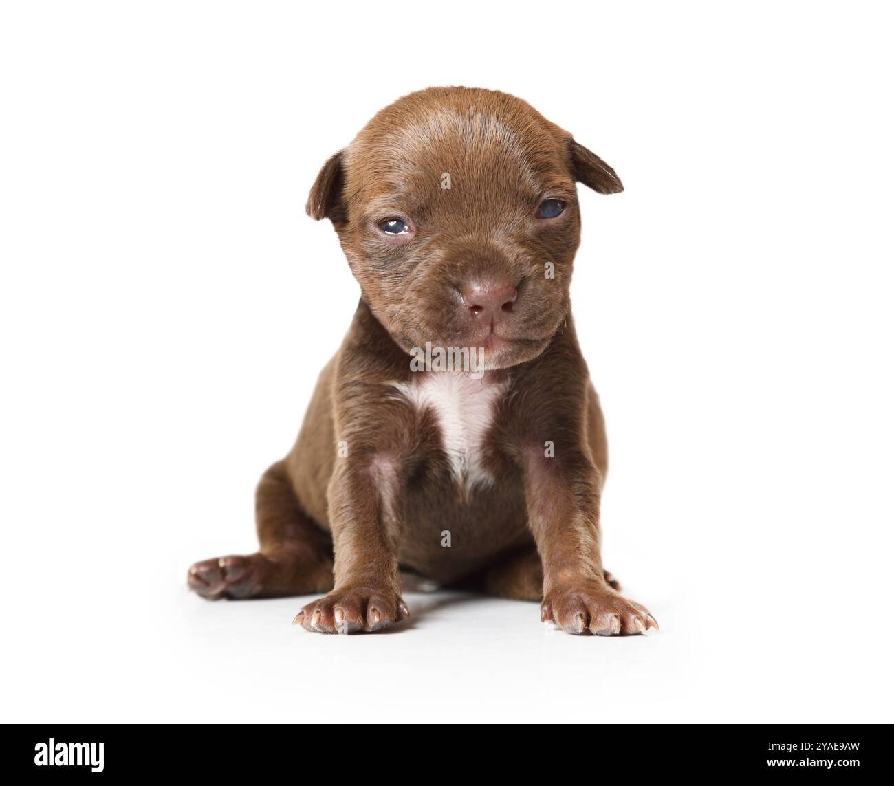 Ten day old purebred American Pit Bull Terrier puppy sitting isolated ...