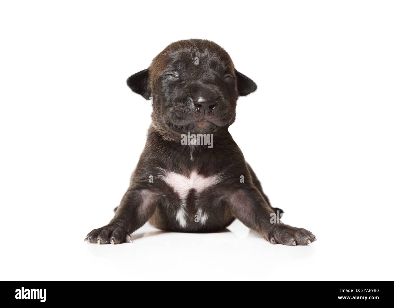 Black ten day old purebred American Pit Bull Terrier puppy sitting ...