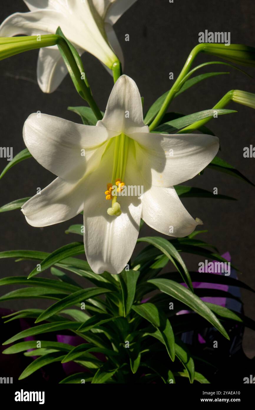A single Easter Lily Stock Photo - Alamy