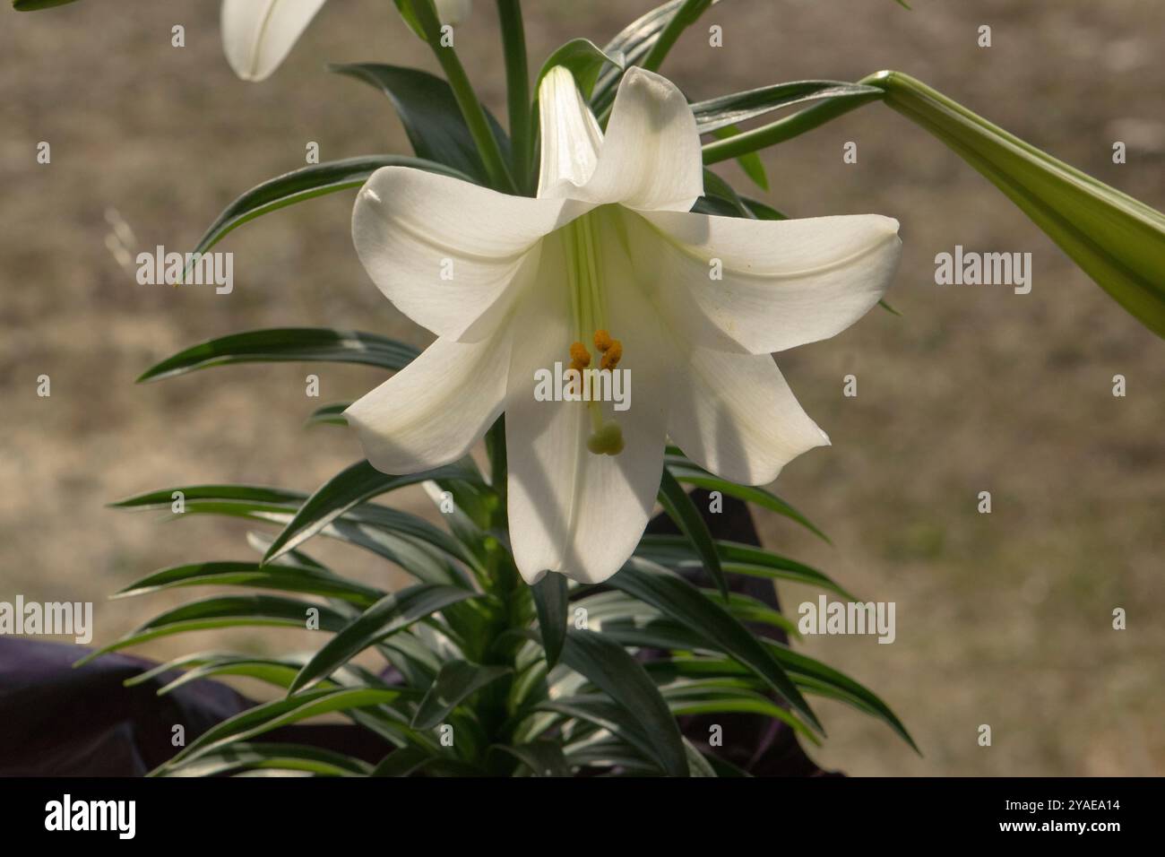 A single Easter Lily Stock Photo - Alamy