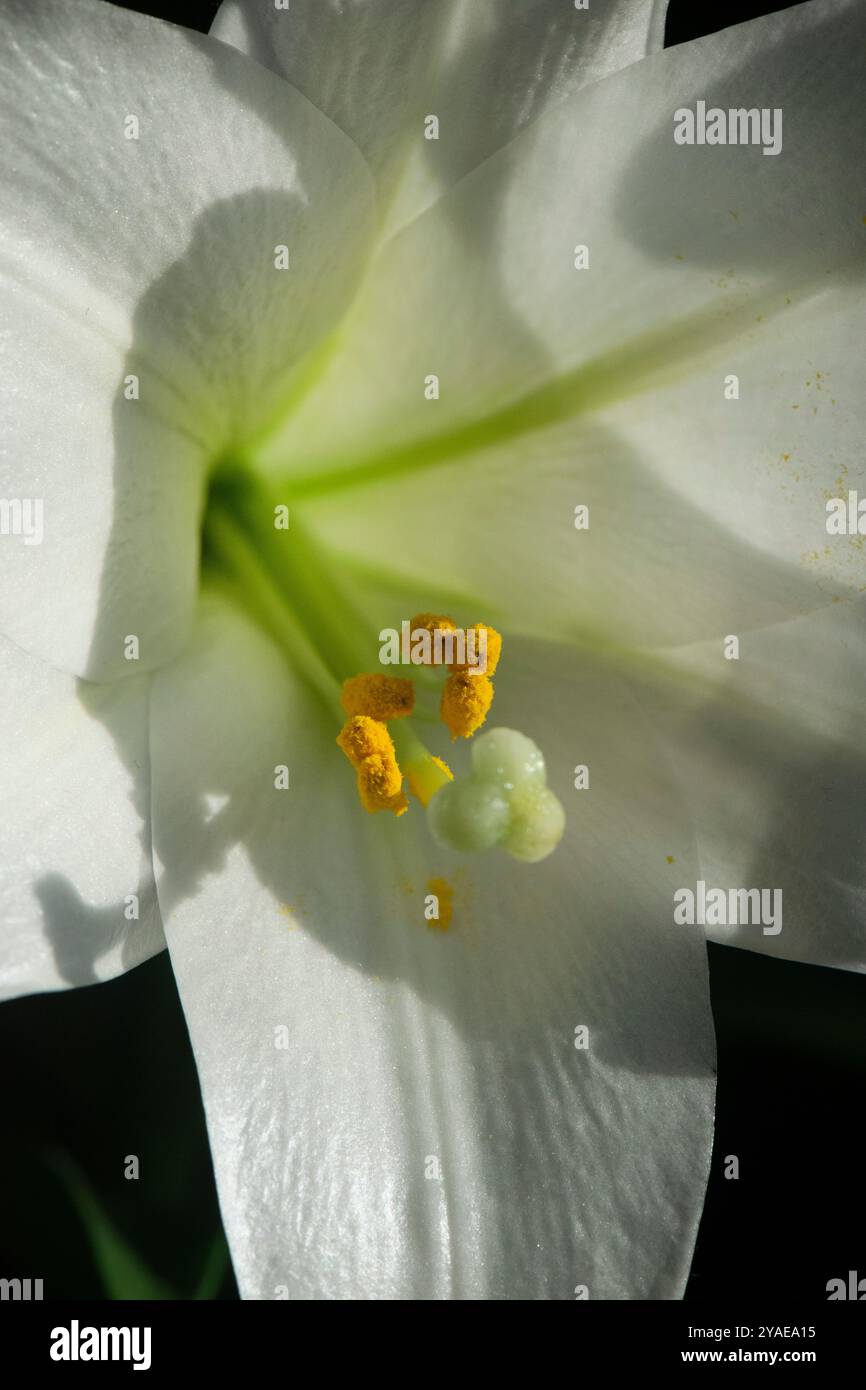 Bermuda easter lily hi-res stock photography and images - Alamy