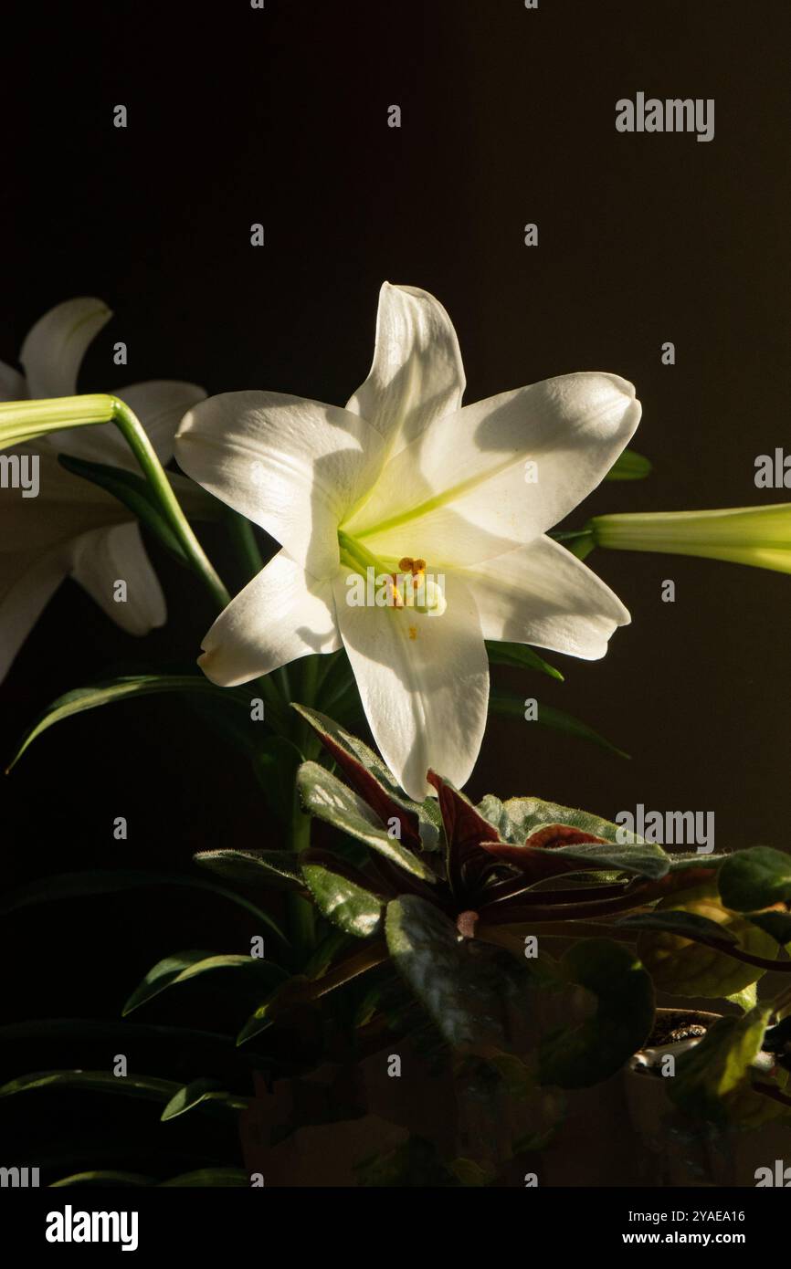 Bermuda easter lily hi-res stock photography and images - Alamy