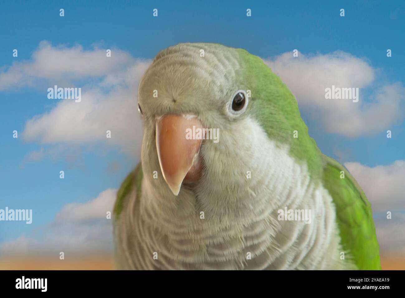 Quaker parrot hi-res stock photography and images - Alamy