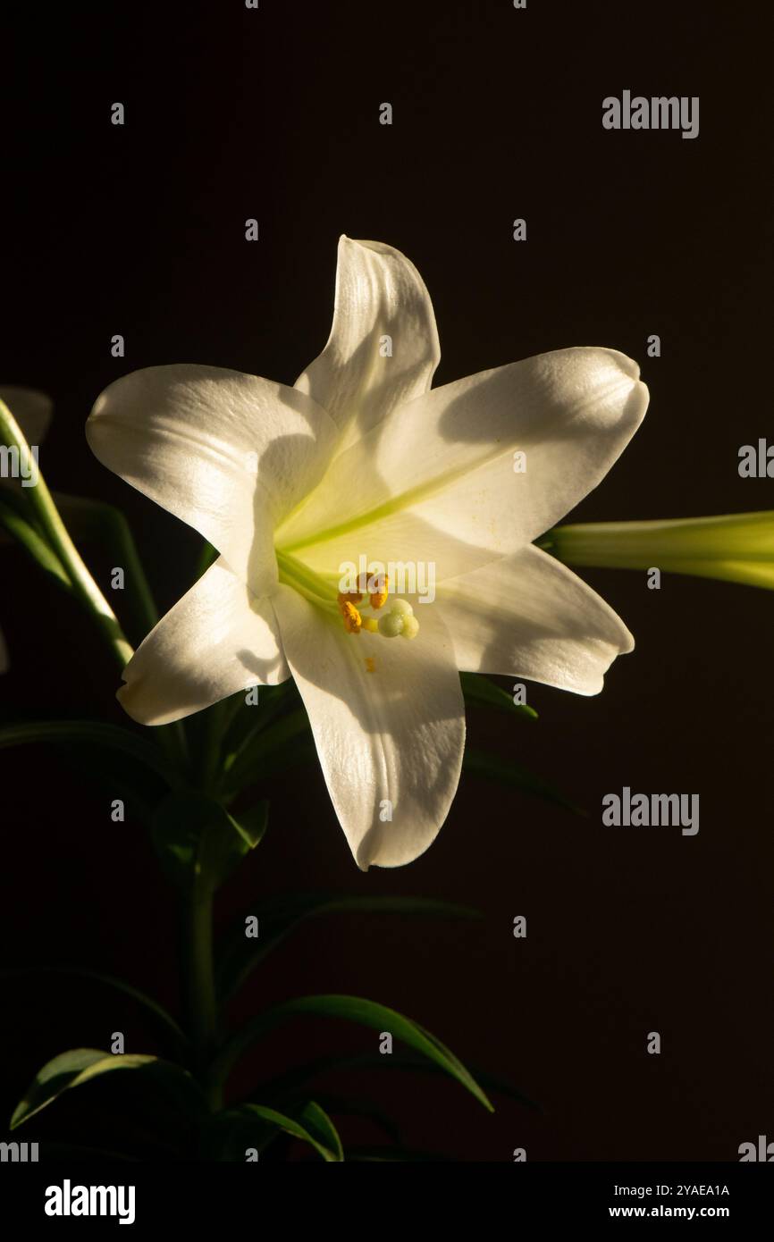 Bermuda easter lily hi-res stock photography and images - Alamy