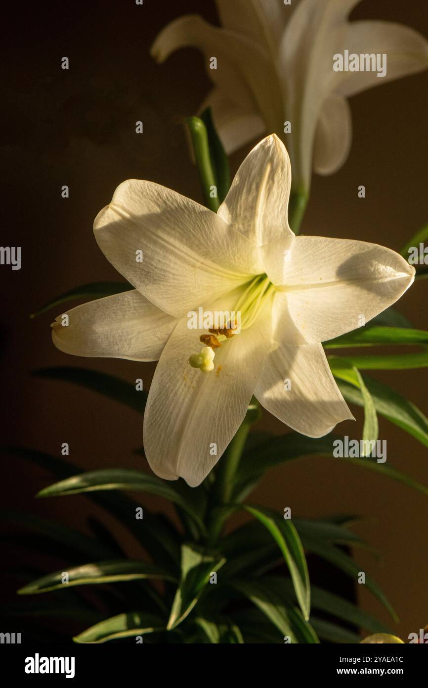 Bermuda easter lily hi-res stock photography and images - Alamy