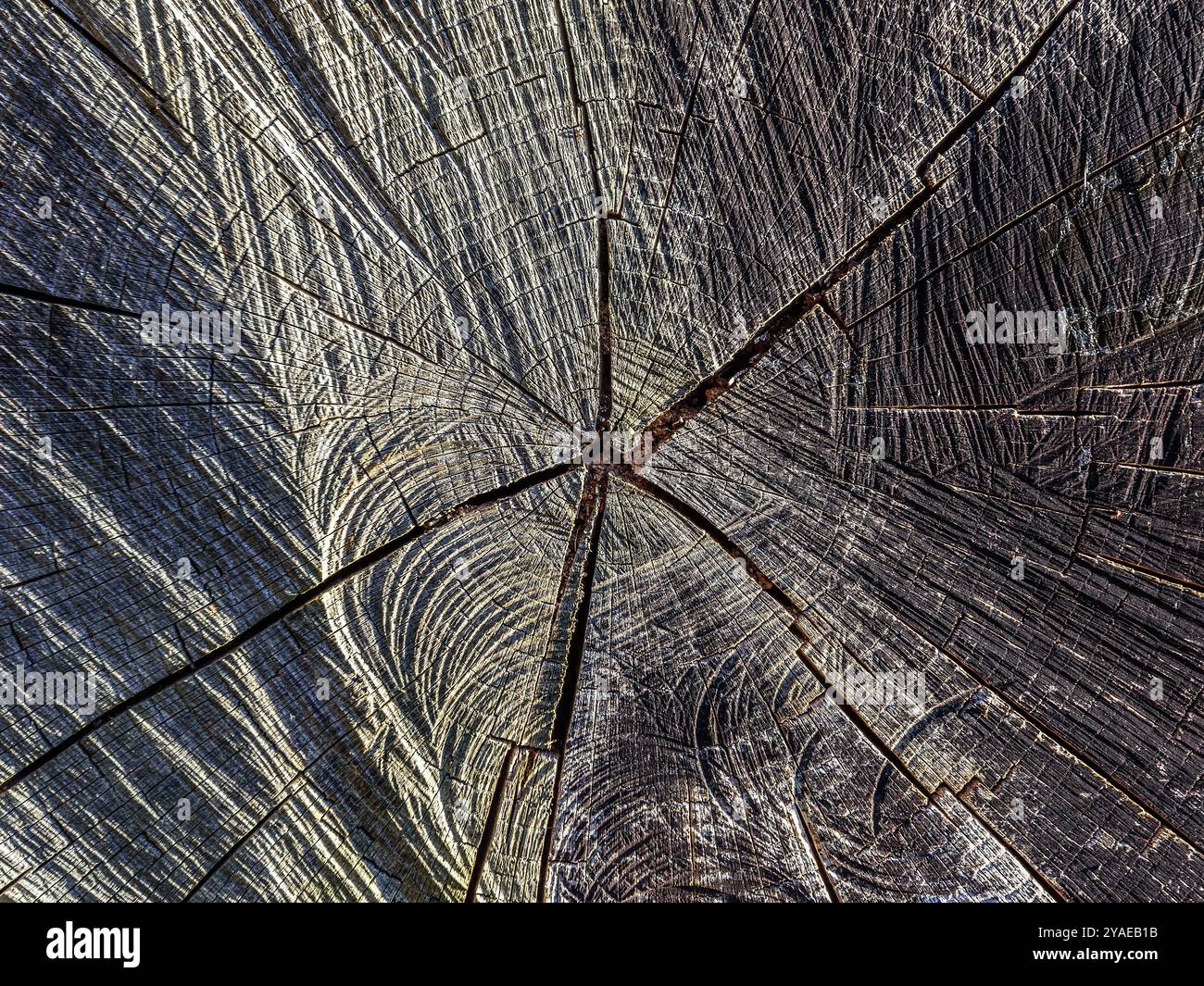 Tree cross section oak hi-res stock photography and images - Alamy