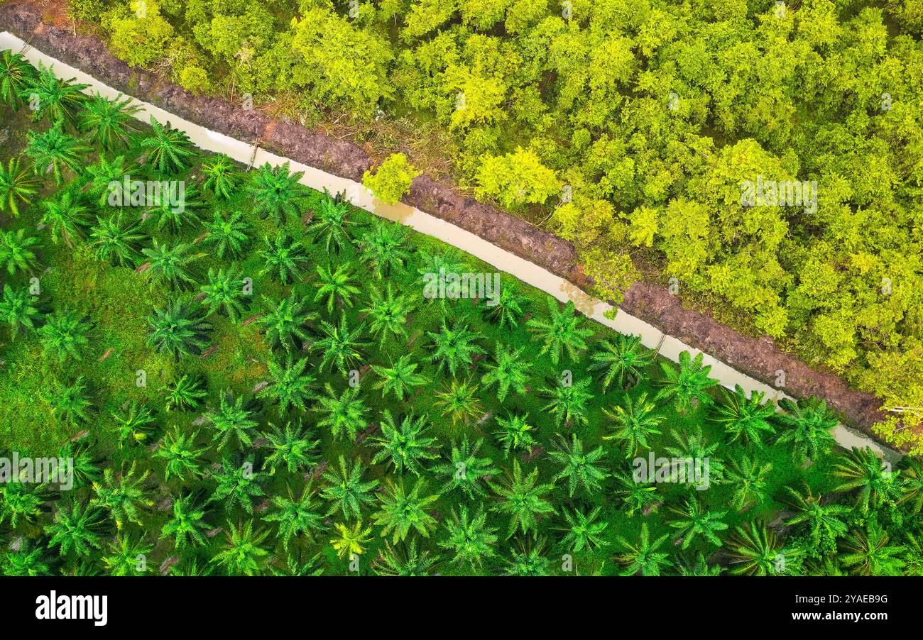 Oil palm plantations in Borneo, aerial view to the agriculture ...