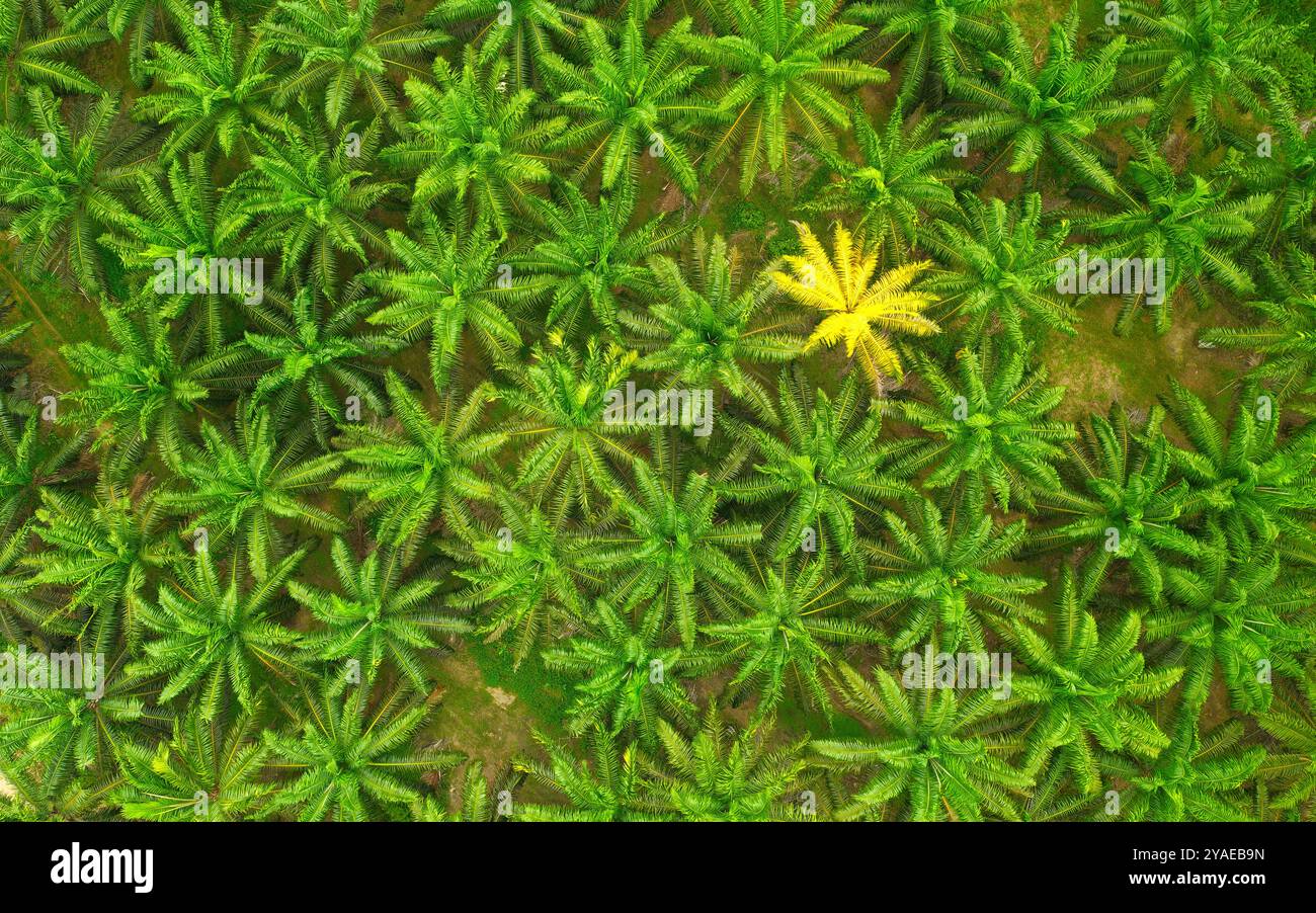 Oil palm plantations in Borneo, aerial view to the agriculture ...