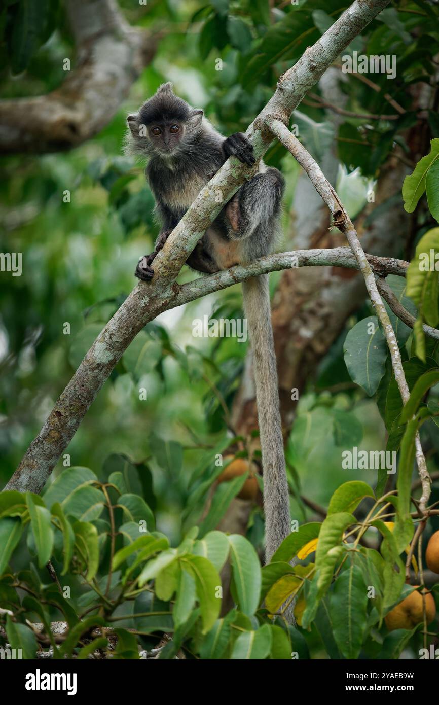 Silvery lutung or langur Trachypithecus cristatus, also Silvered leaf ...