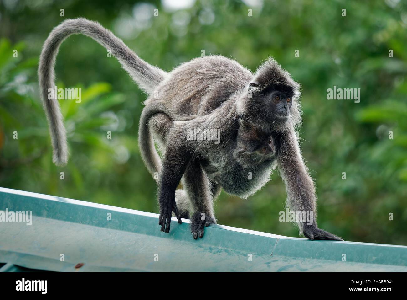 Silvery lutung or langur Trachypithecus cristatus, also Silvered leaf ...