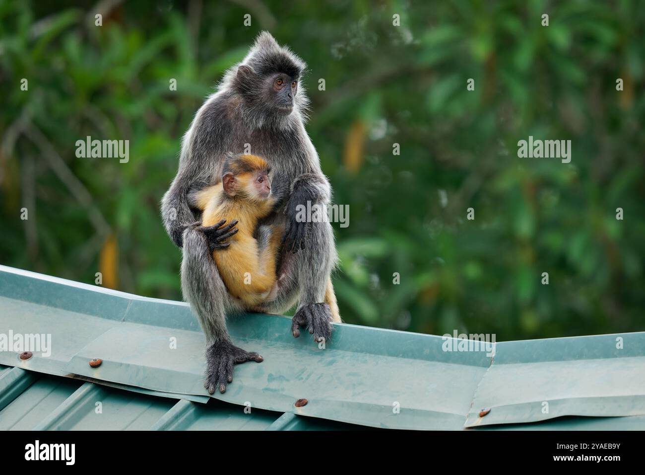 Silvery lutung or langur Trachypithecus cristatus, also Silvered leaf ...