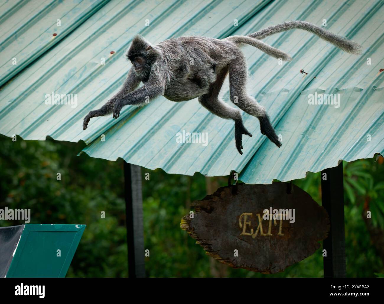 Silvery lutung or langur Trachypithecus cristatus, also Silvered leaf ...