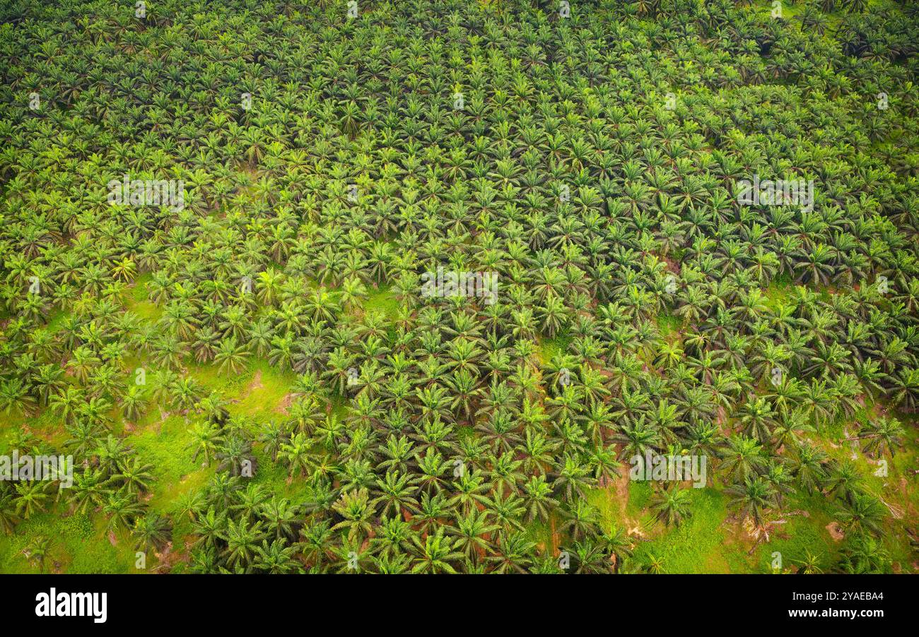 Oil palm plantations in Borneo, aerial view to the agriculture ...