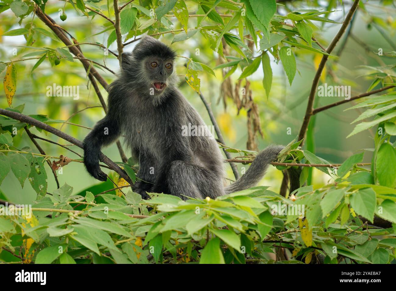 Silvery lutung or langur Trachypithecus cristatus, also Silvered leaf ...
